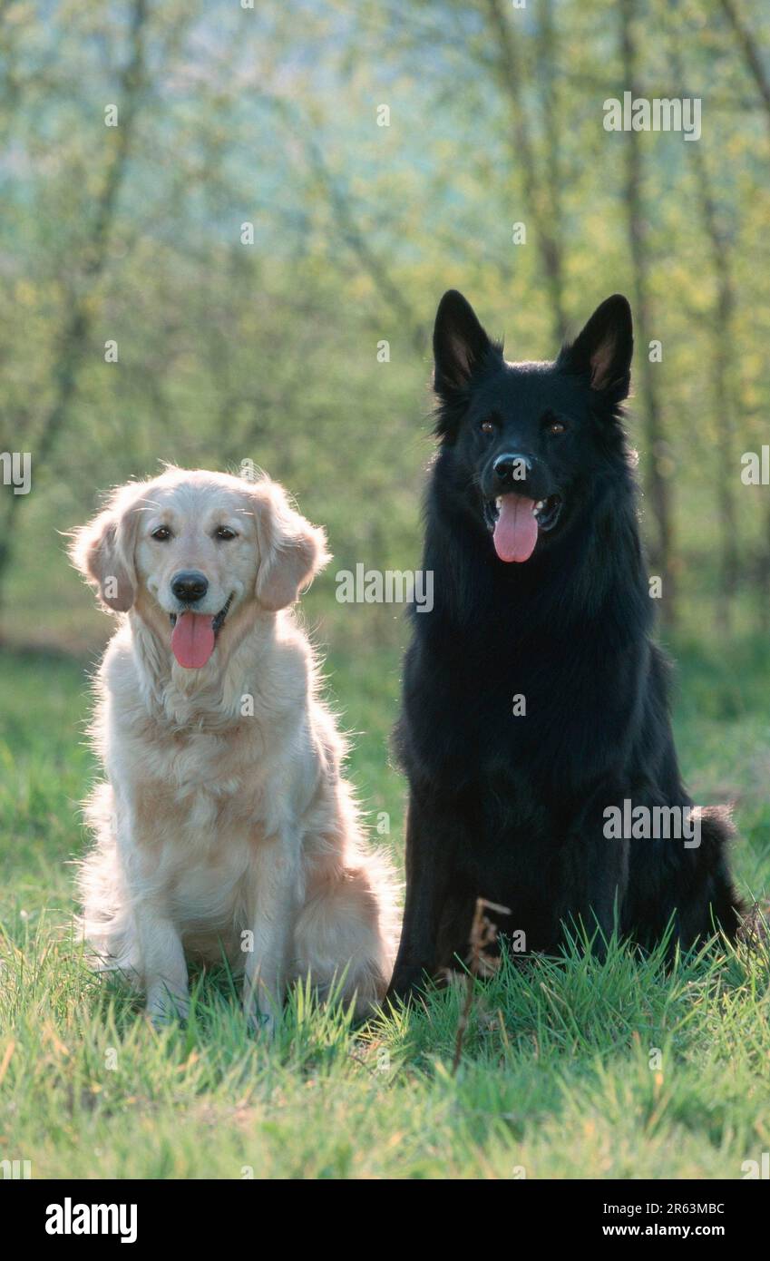 German Shepherd And Golden Retriever