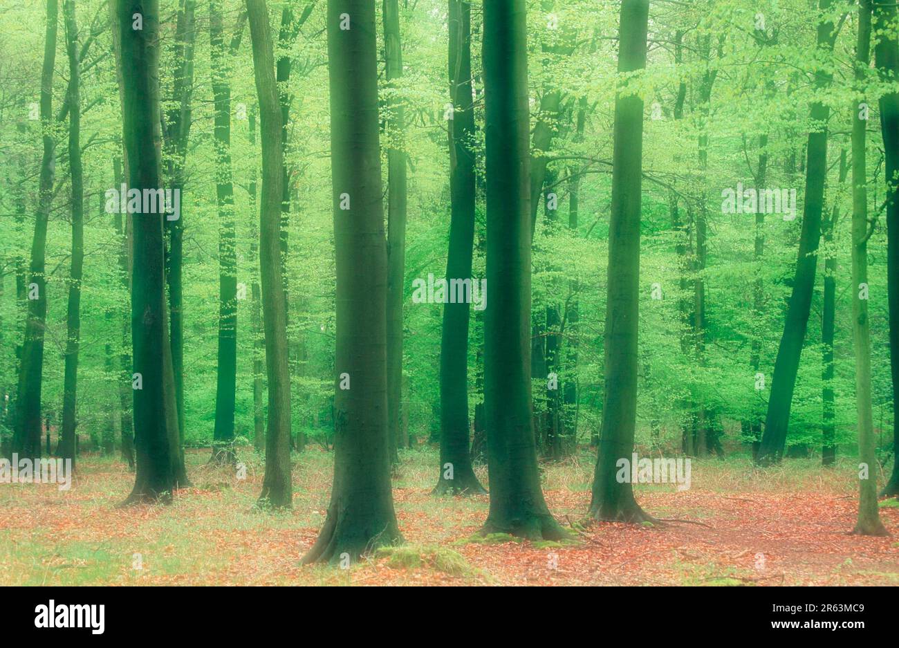 Deciduous forest in spring, North Rhine-Westphalia, Germany (Fagus ...