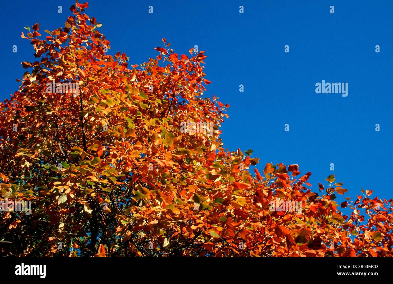 Tulip tree in autumn (Leriodendron tulipifera), Tulpenbaum im Herbst ...