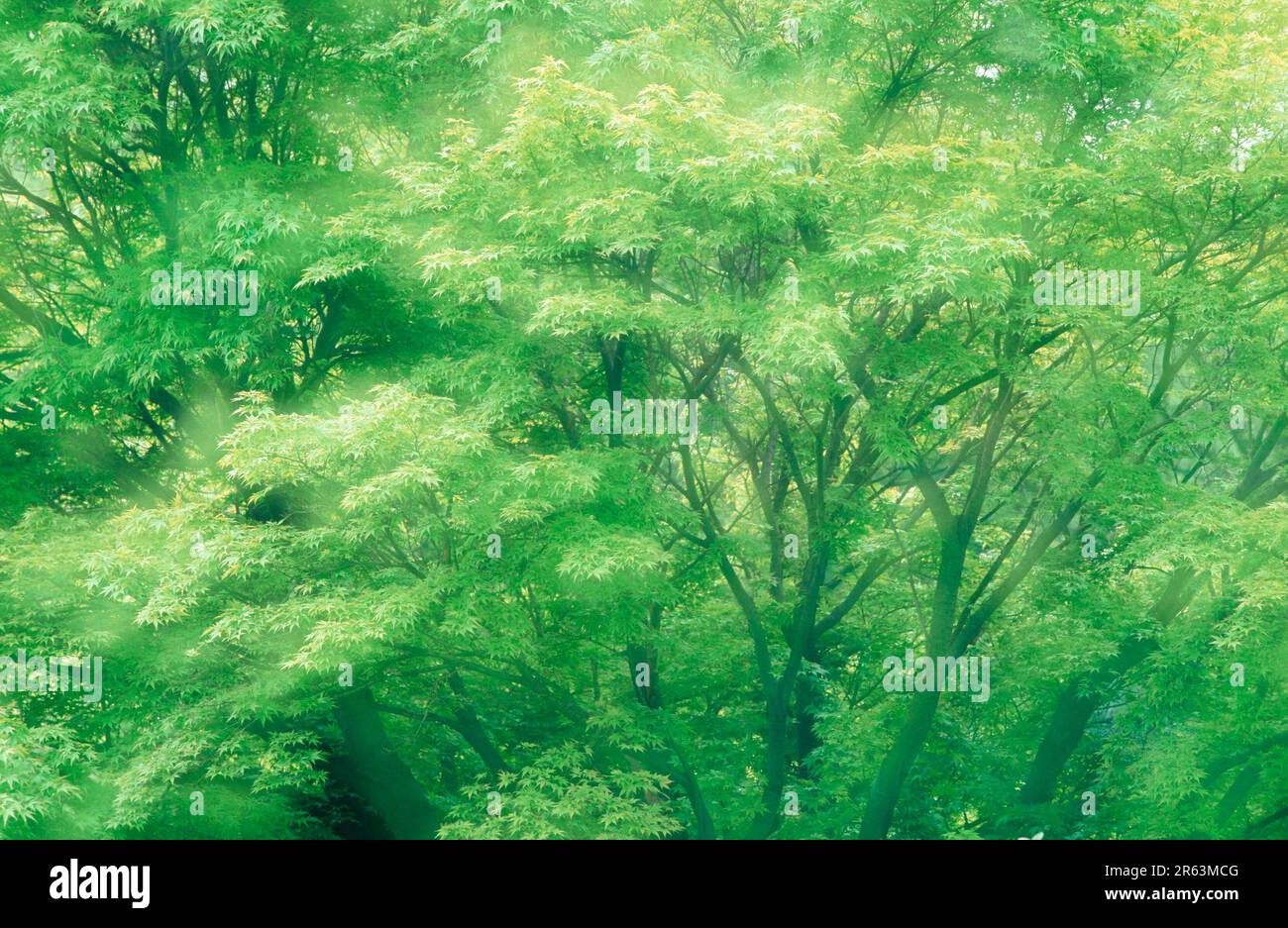 Maple tree, deciduous tree, deciduous trees, shrubs, bush, detail ...