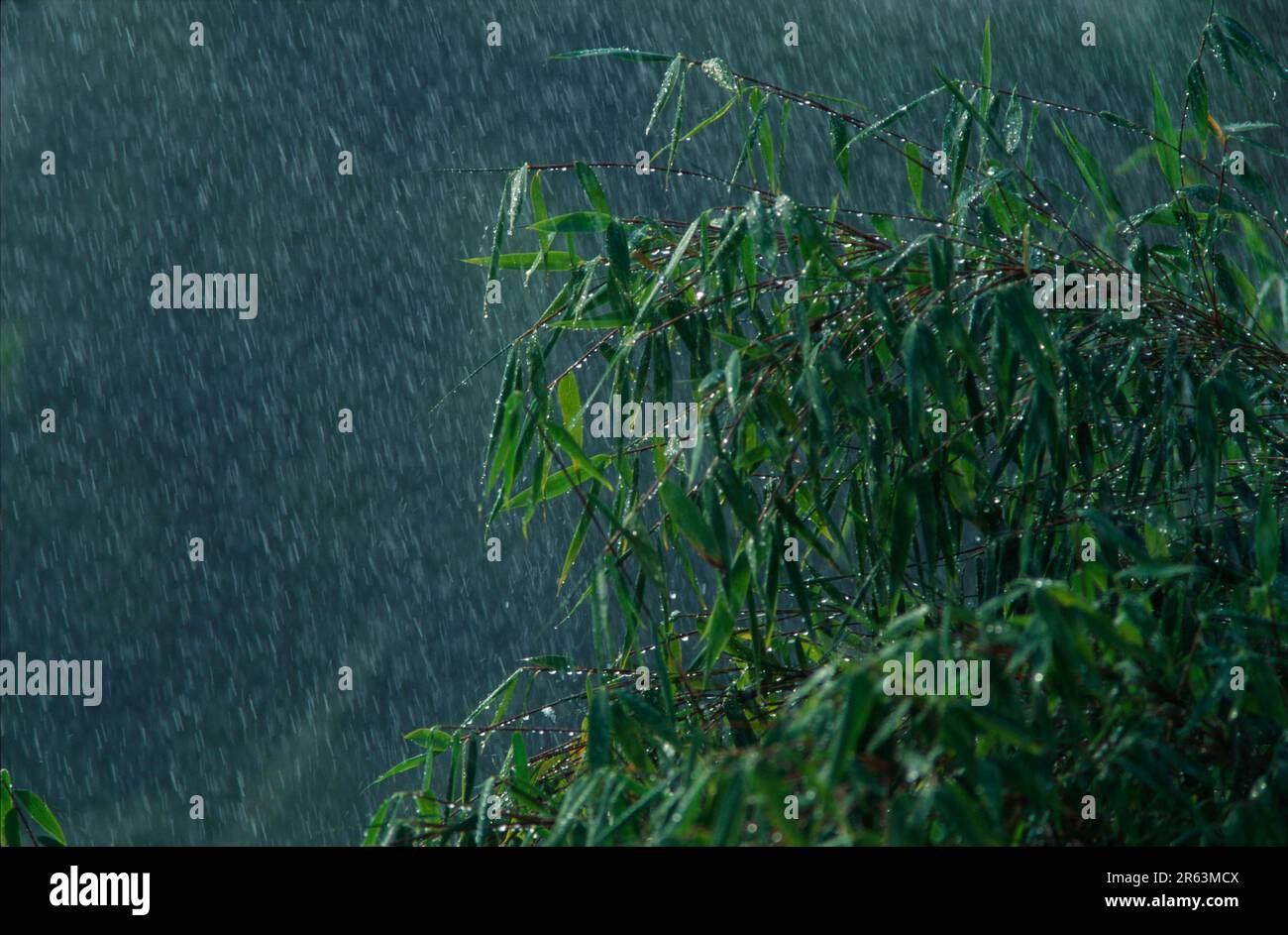 Bamboo bush in rain, plants, green, summer, landscape format ...