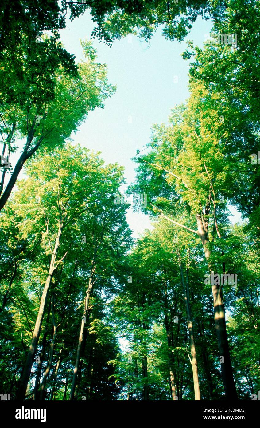 Trees in spring, deciduous tree, deciduous trees, Europe, from below ...