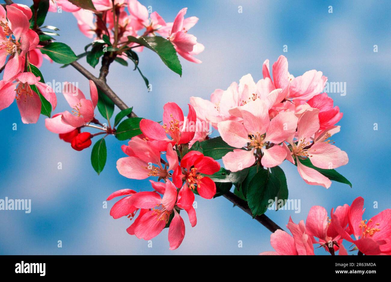 Apple blossoms, plants, pink, spring, landscape, horizontal, branch ...