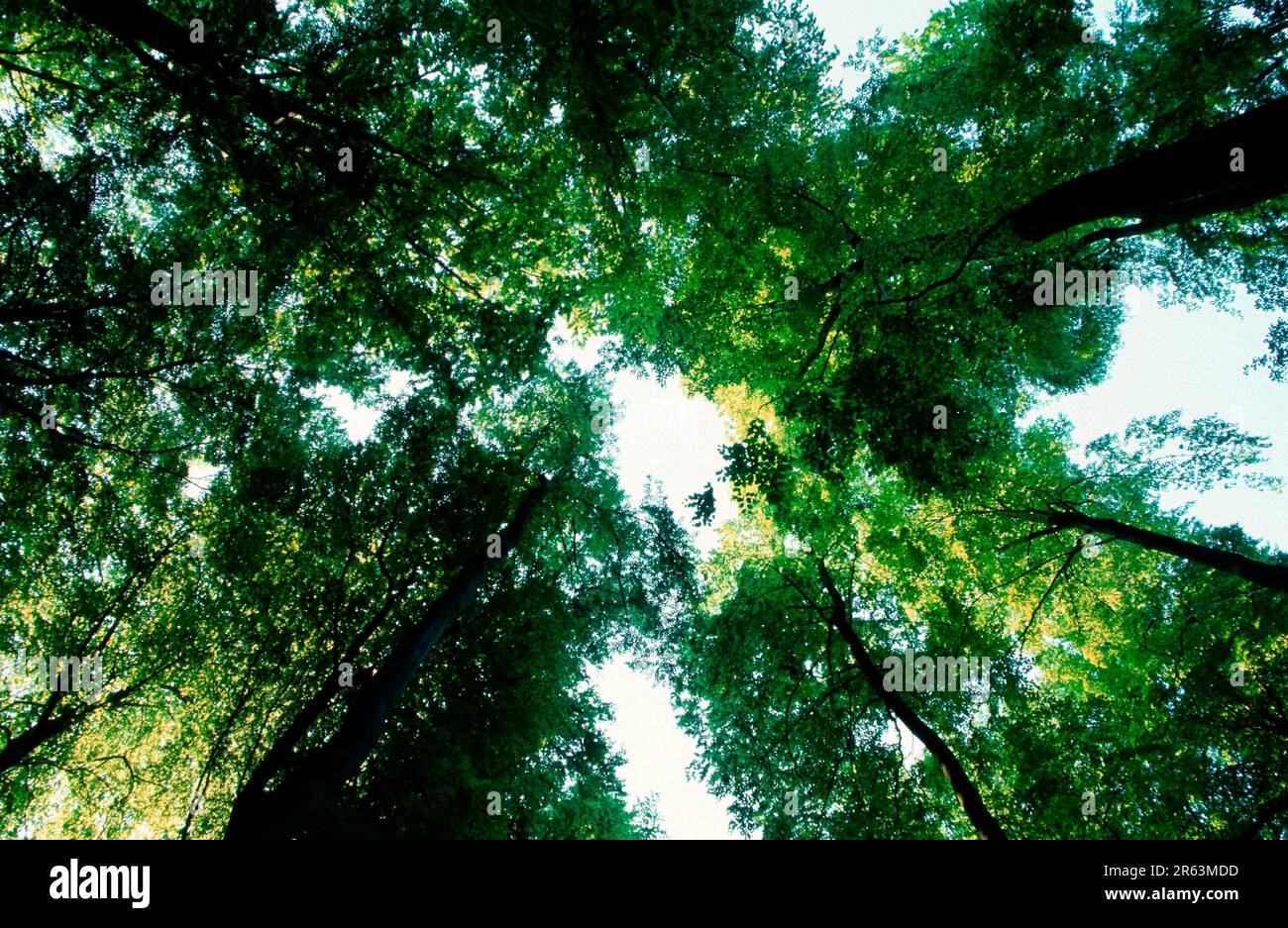 Trees in spring, deciduous tree, deciduous trees, Europe, from below ...