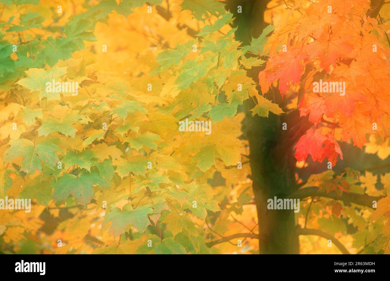 Norway maple (Acer platanoides Stock Photo - Alamy