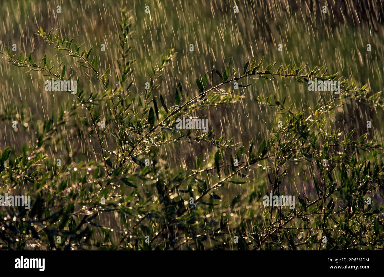 Bush in the rain, shrub (shrubs) in the rain (plants) (plants ...