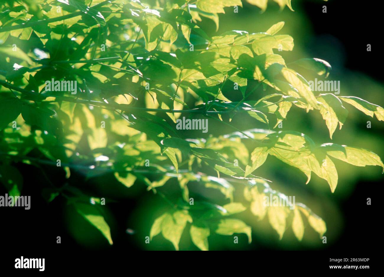 Horizontal leaf hi-res stock photography and images - Alamy