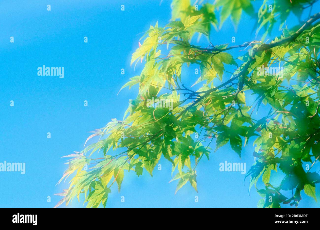 Maple tree, smooth japanese maple (Acer palmatum) (plants) (plants ...