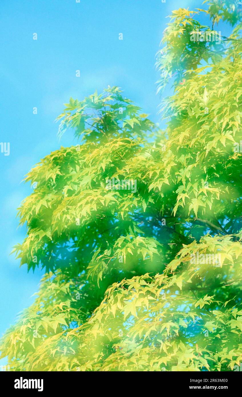 Maple tree, smooth japanese maple (Acer palmatum Stock Photo - Alamy