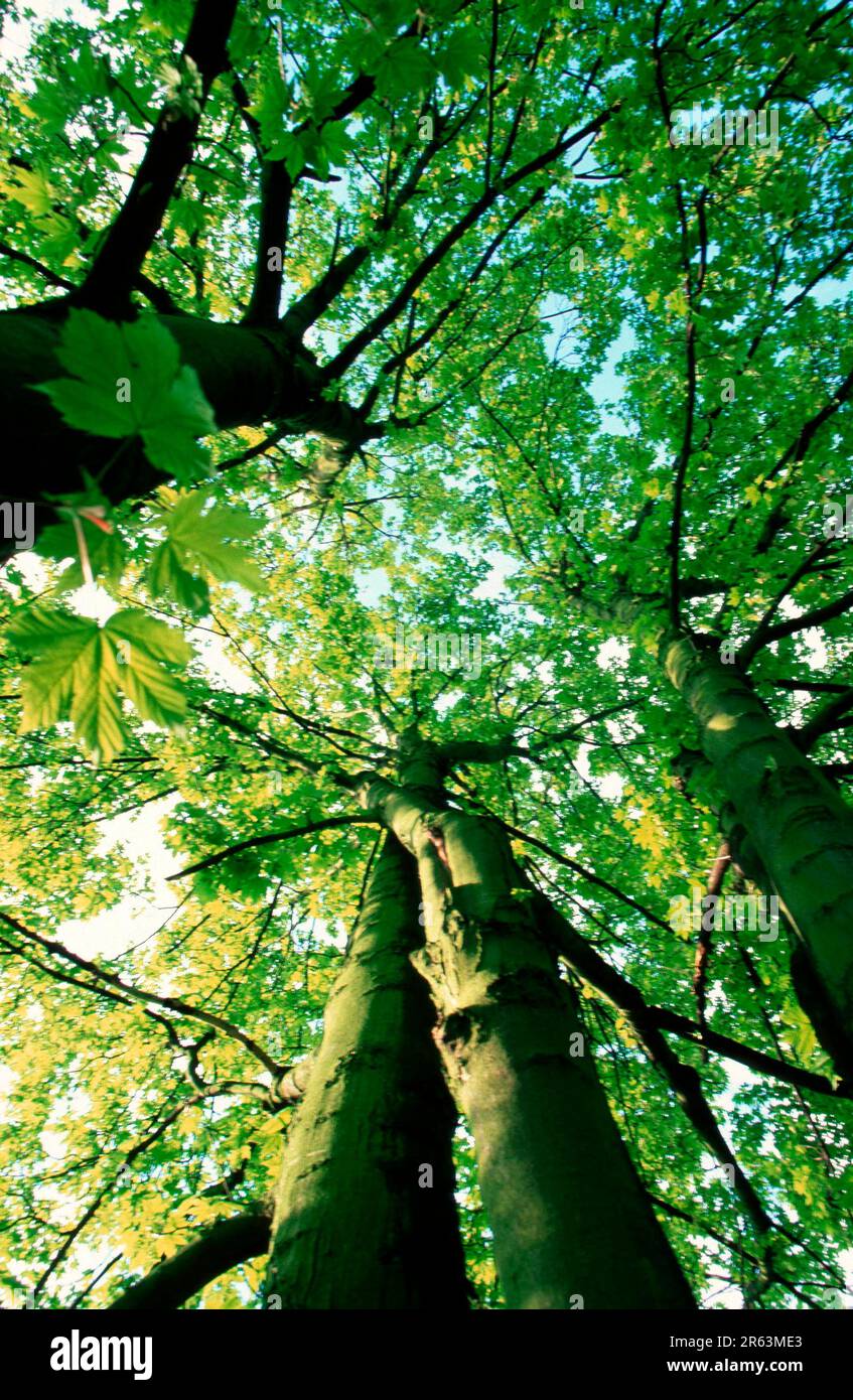 Maple trees in spring, Germany, deciduous tree, deciduous trees, Europe ...