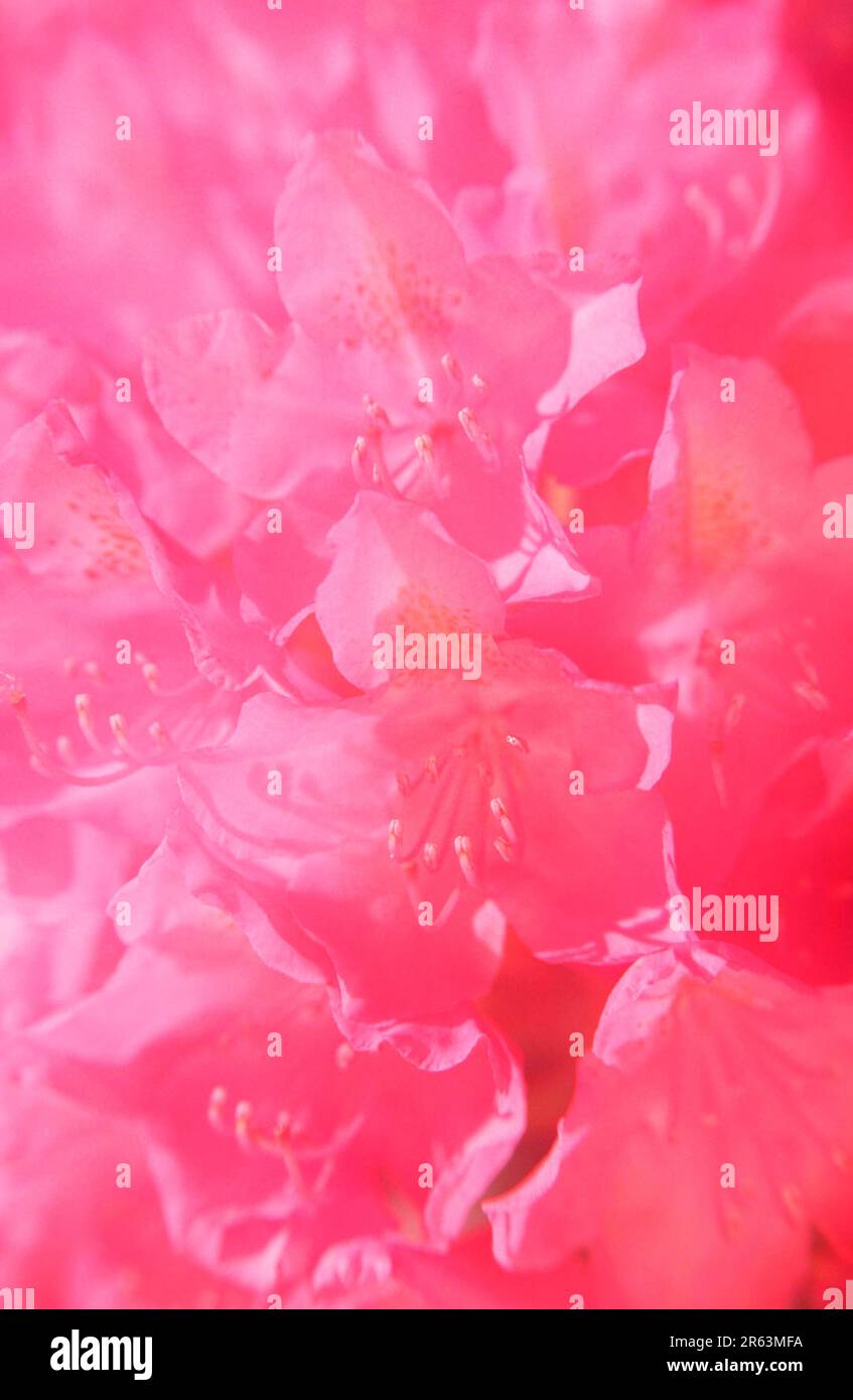 Rhododendron flower, rhododendron flowers, plants, heath family ...
