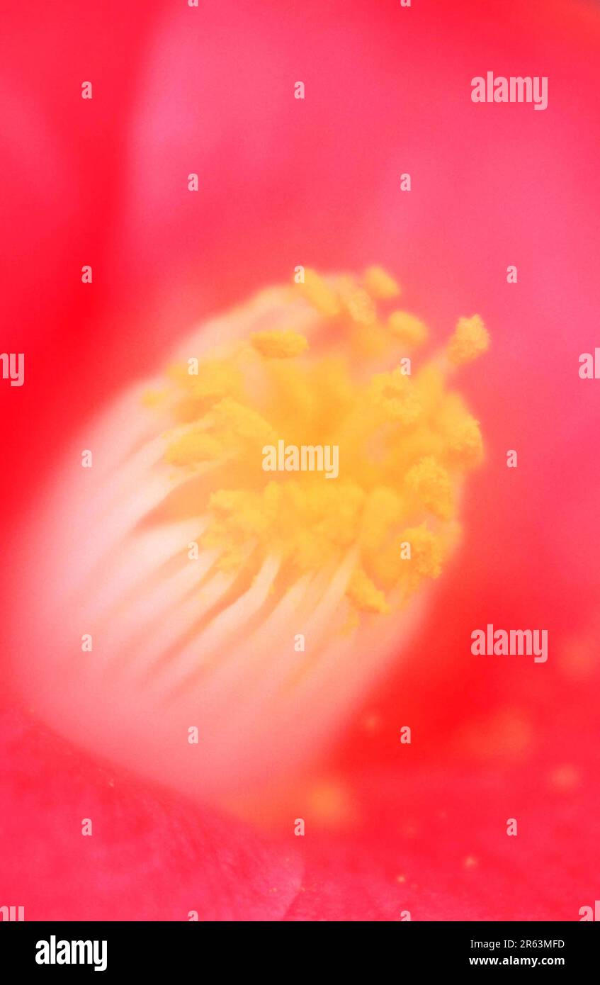 Japanese camellia (Camellia japonica), Flower detail, Bluetail, Tea ...