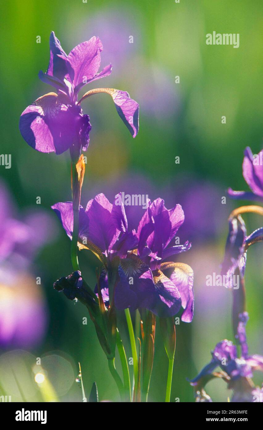Double iris hi-res stock photography and images - Alamy