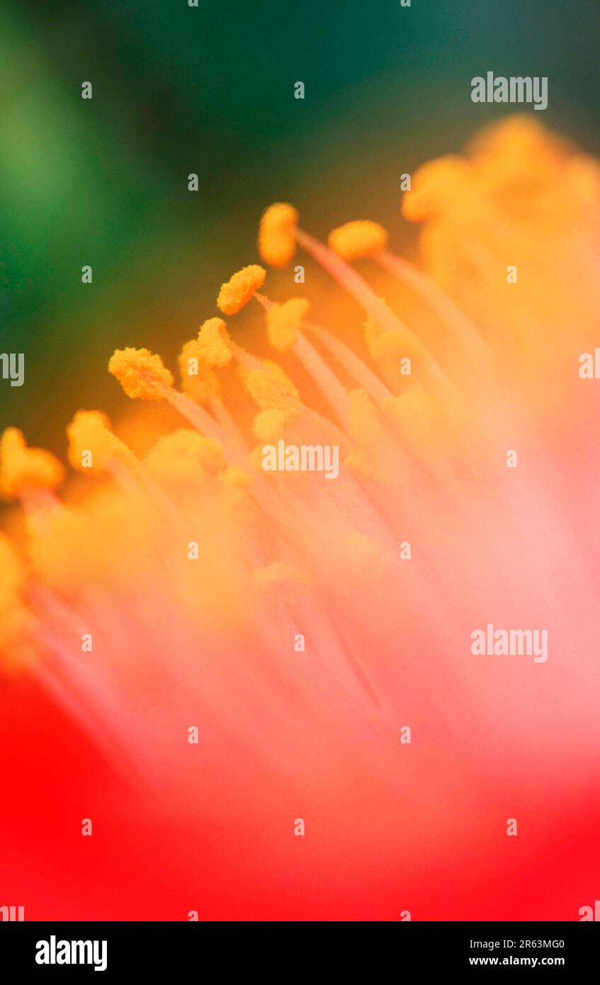 Camellia (shrubs) flower detail, japanese camellia (Camellia japonica ...