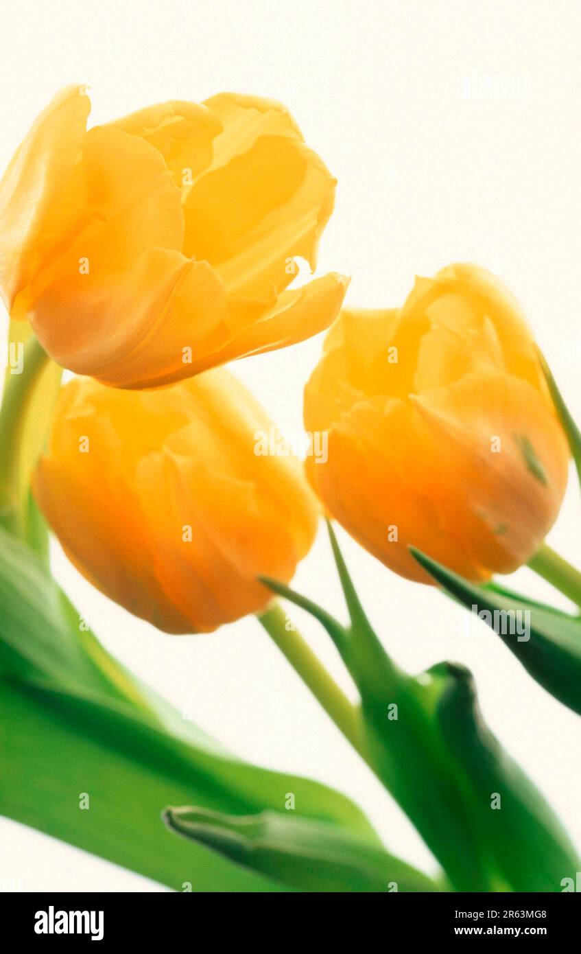 The first studio hi-res stock photography and images - Alamy