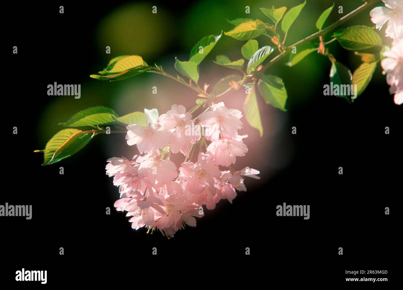 Cherry blossom, Japanese cherry (Prunus serrulata), blossoms, plants ...