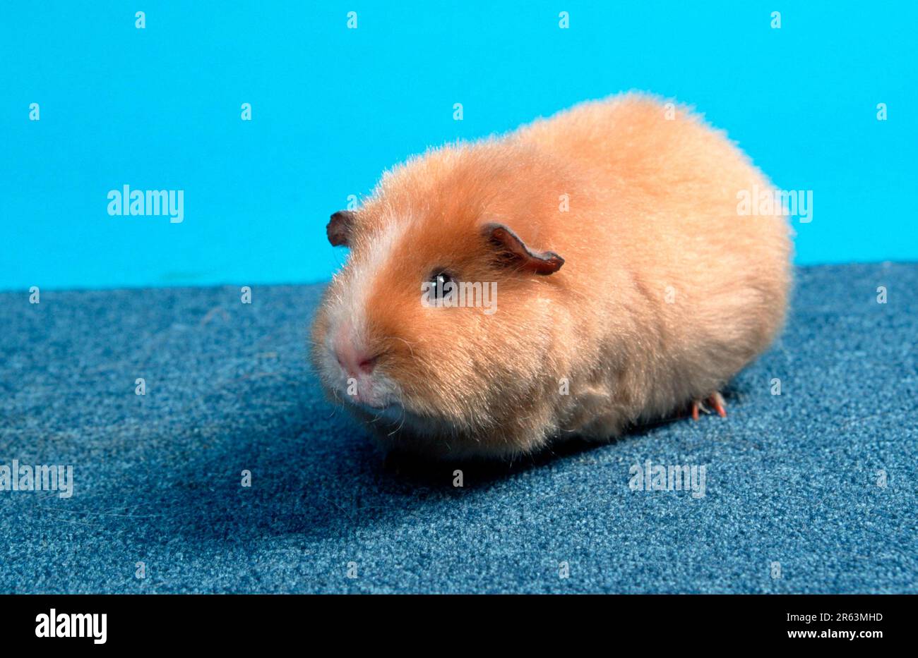 Rex guinea pig, satin finish Stock Photo - Alamy