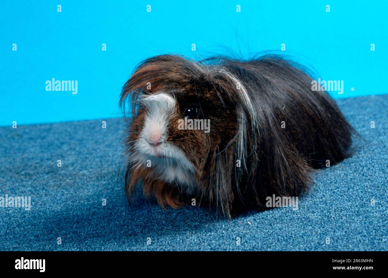 Peruvia (animals) (mammals) (rodents) (pets) (pet) (indoor) (studio ...