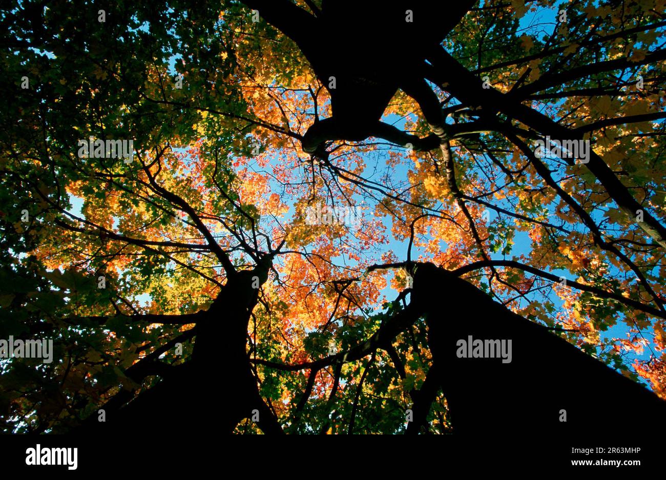 Maple trees in autumn, deciduous tree, deciduous trees, Europe, from ...