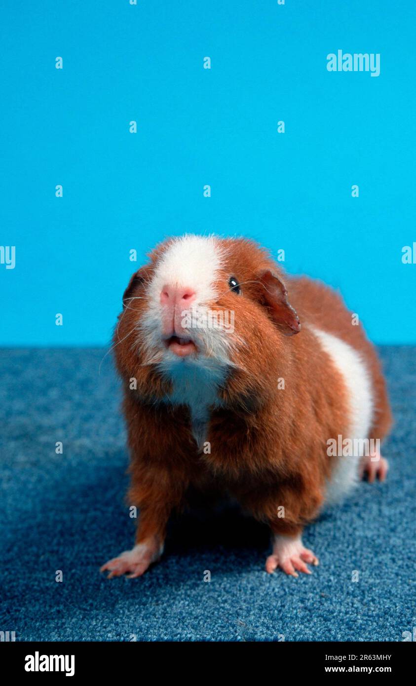Rex pig hi-res stock photography and images - Alamy