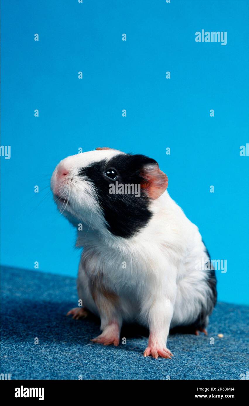 English guinea pig, tricolour Stock Photo - Alamy