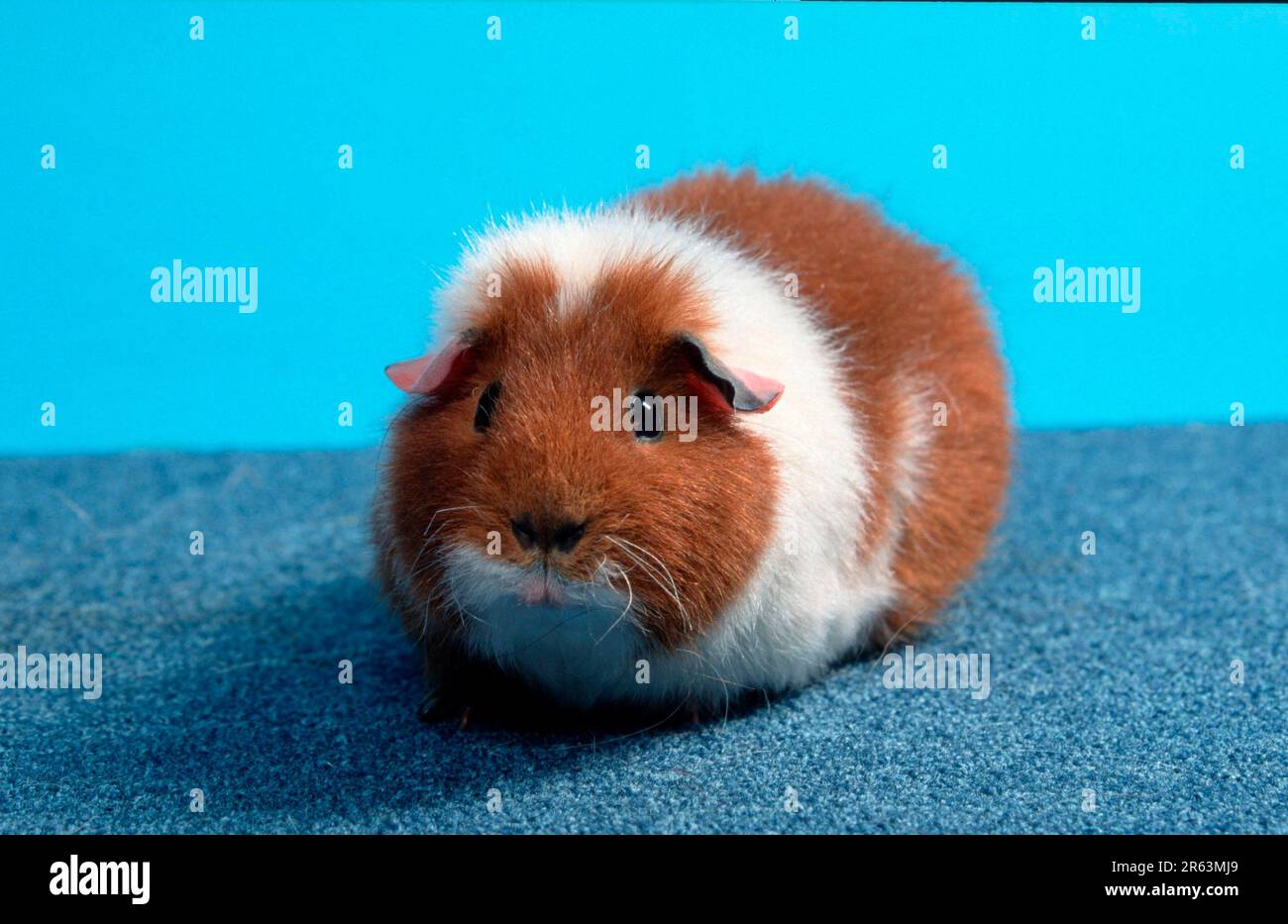 Rex guinea pig, red and white Stock Photo - Alamy