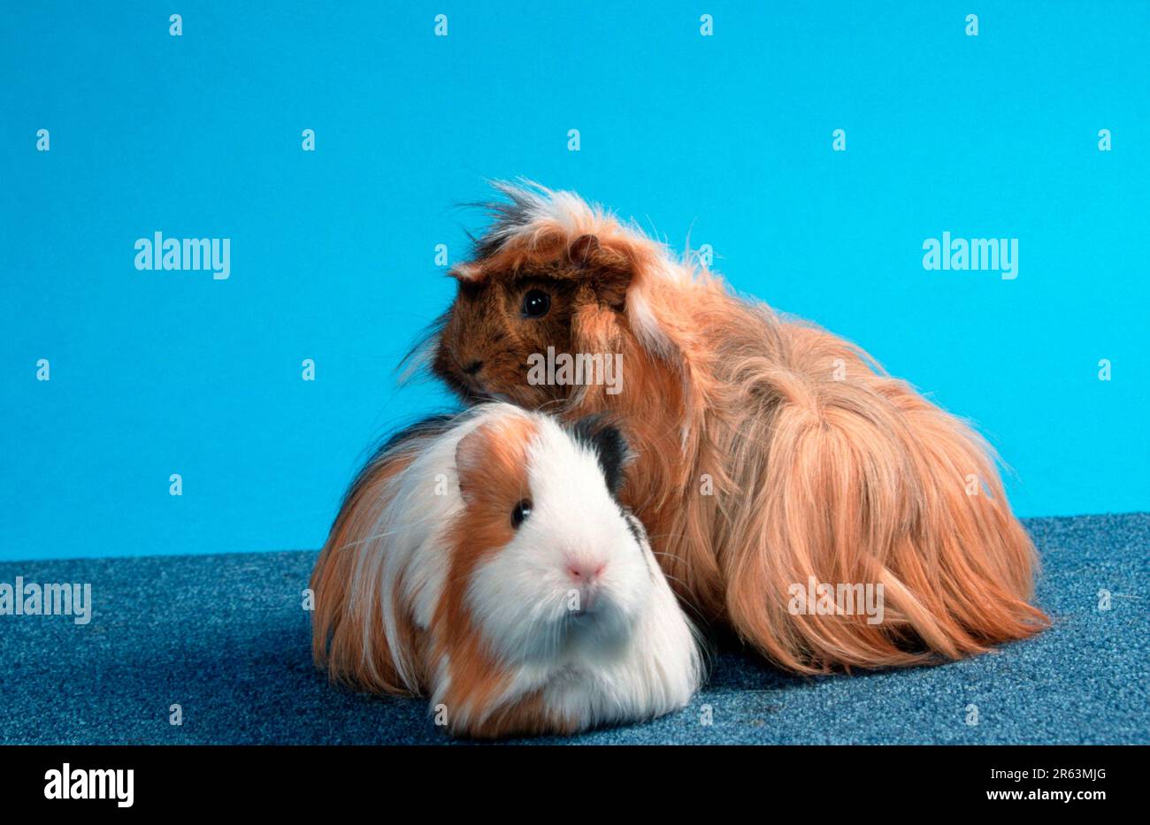 Merino sheep side view hi-res stock photography and images - Alamy