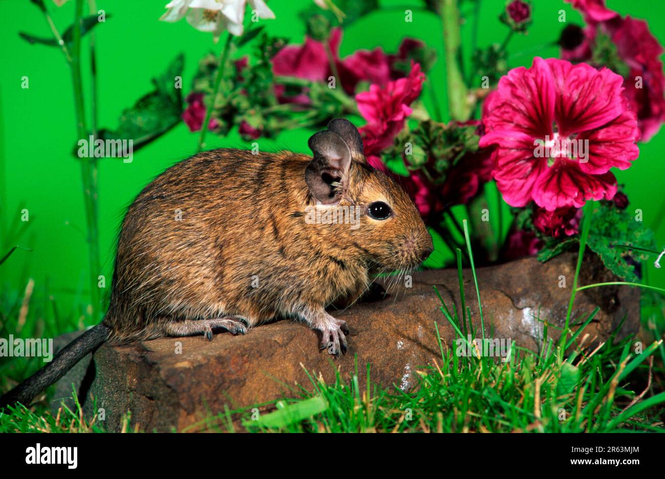 Degu octodon degus hi-res stock photography and images - Alamy
