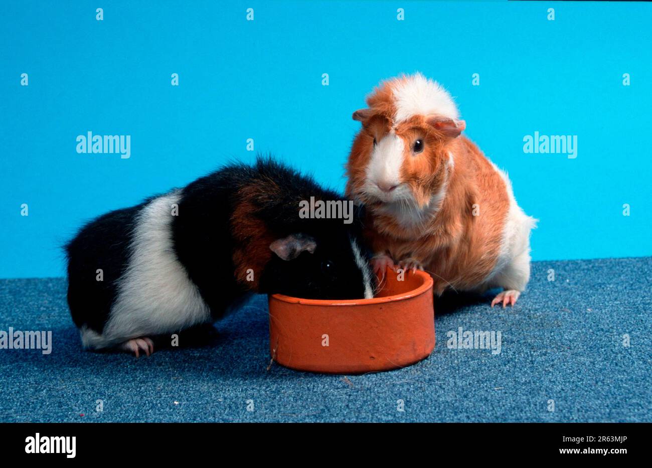 Rex pig hi-res stock photography and images - Alamy