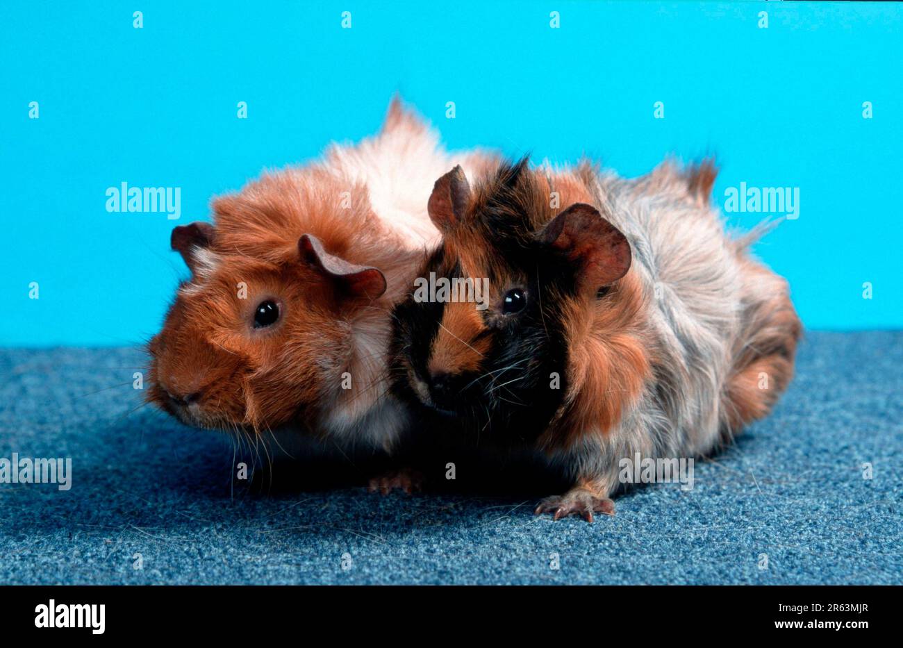Abyssinian guinea pig two hi-res stock photography and images - Alamy