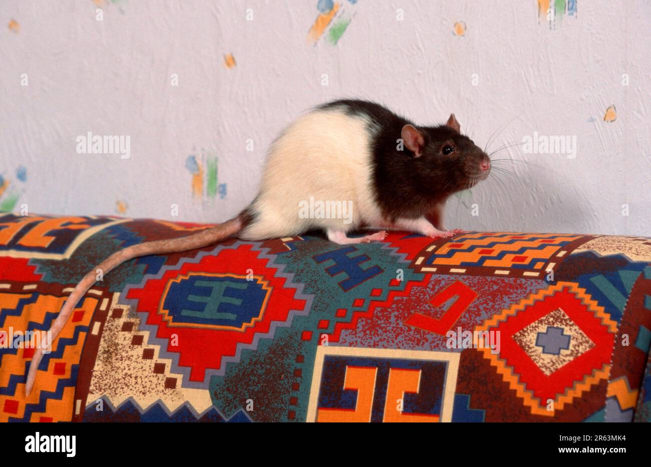 House rat hi-res stock photography and images - Alamy