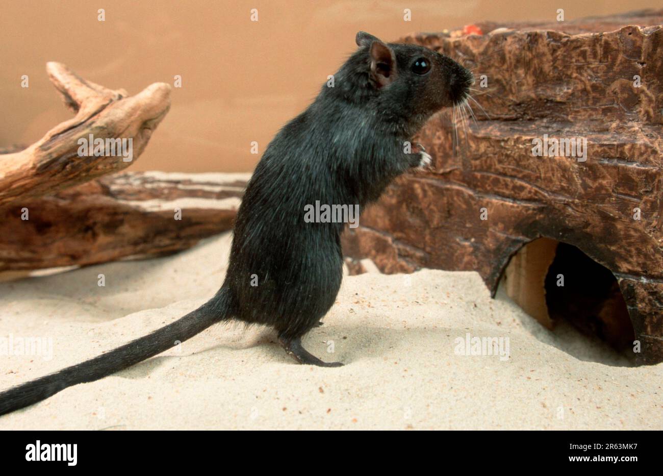 Mongolian pet hi-res stock photography and images - Alamy