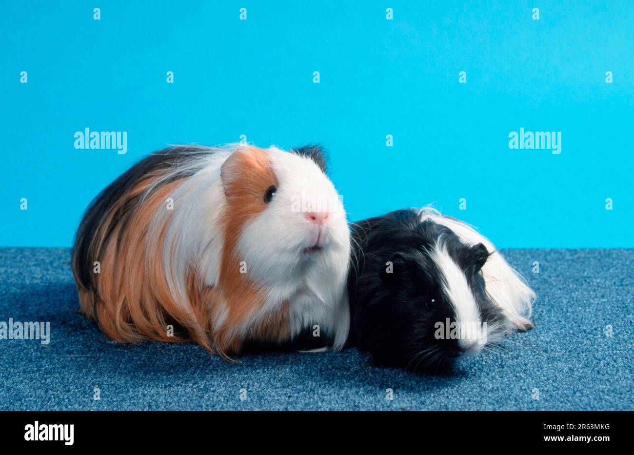 Silkie Guinea Pigs