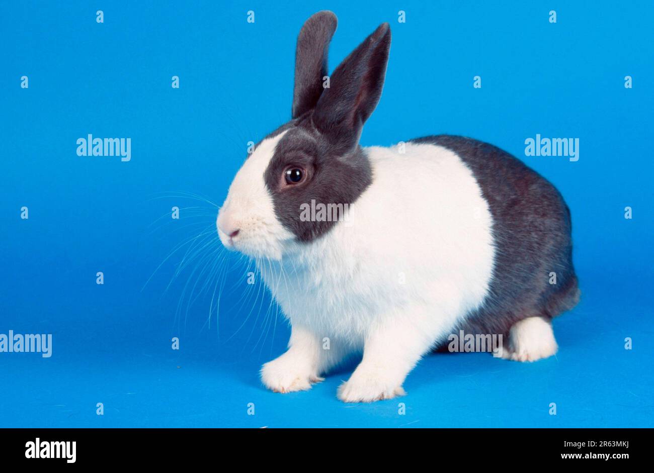 Dutch interior photo hi-res stock photography and images - Alamy