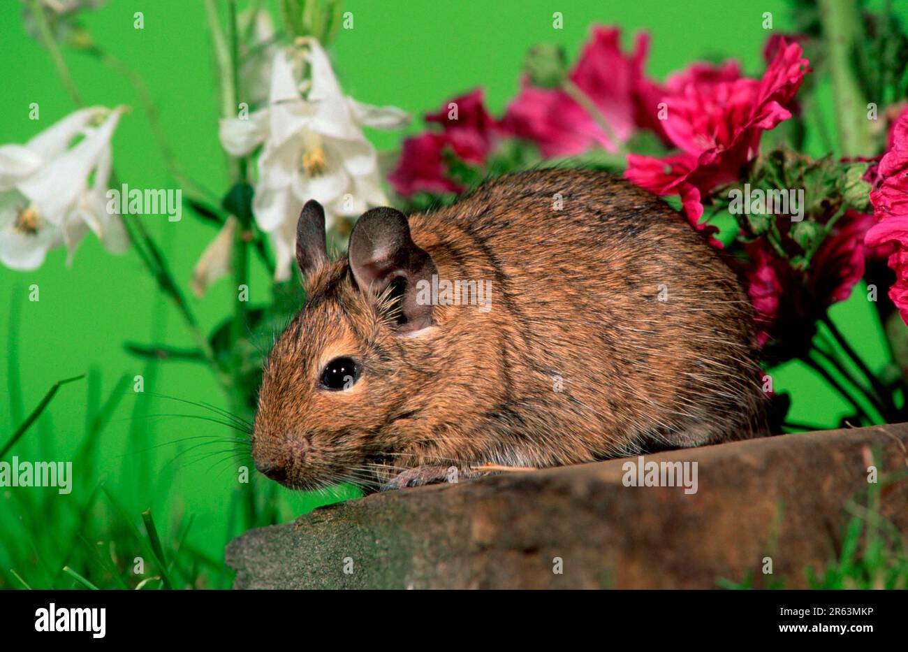 Degu (Octodon degus Stock Photo - Alamy
