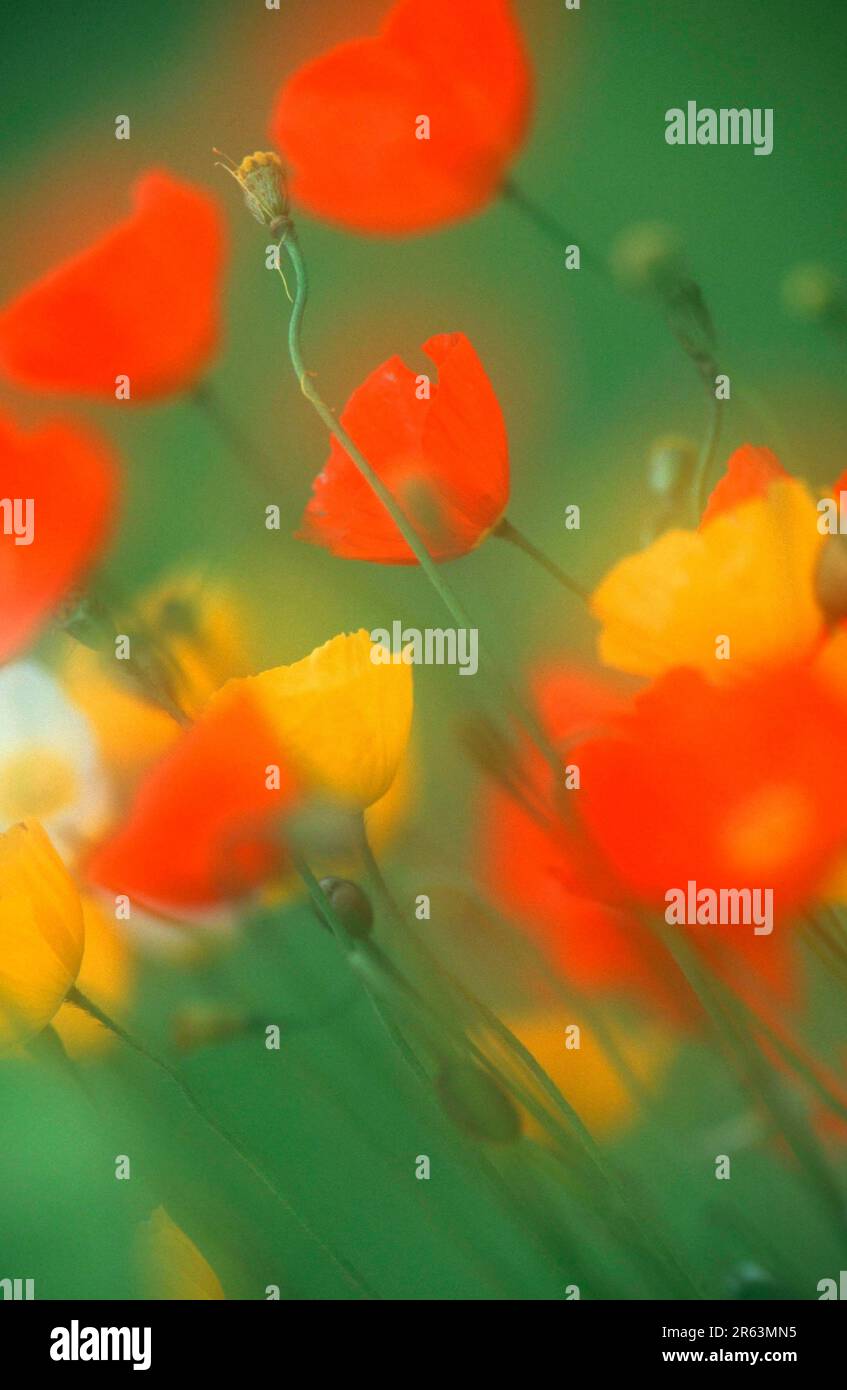 Poppy family hi-res stock photography and images - Alamy