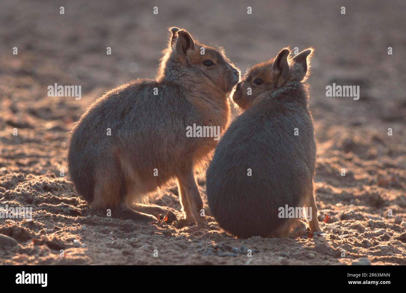 Dolichotis patagonum two patagonian maras hi-res stock photography and ...