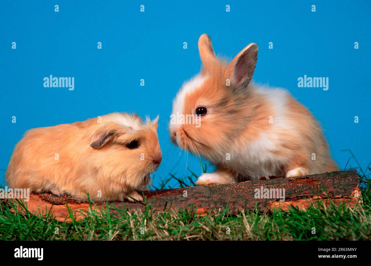Rabbit inside studio hi-res stock photography and images - Alamy