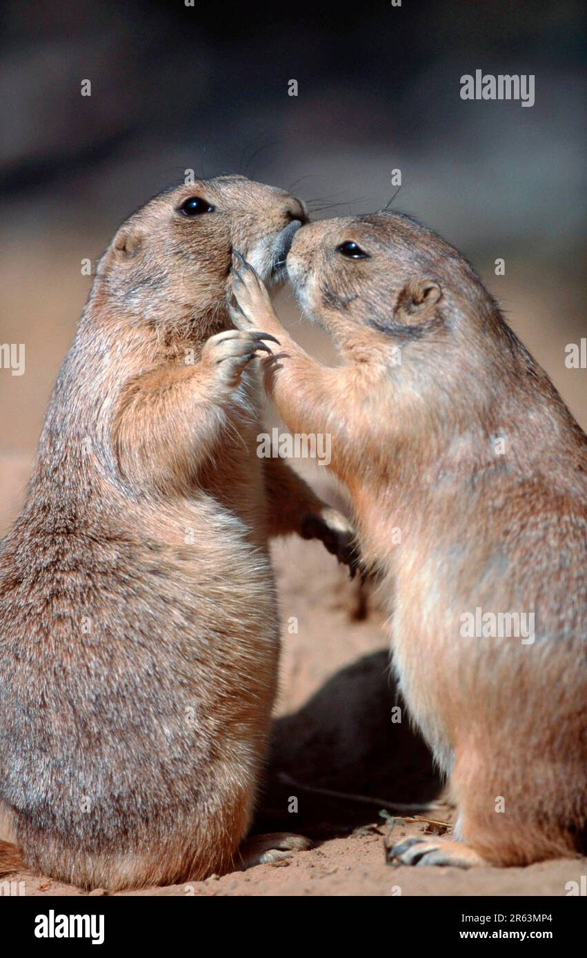 Black-tailed Prairie Dogs (Cynomys ludovicianus), greeting each other ...