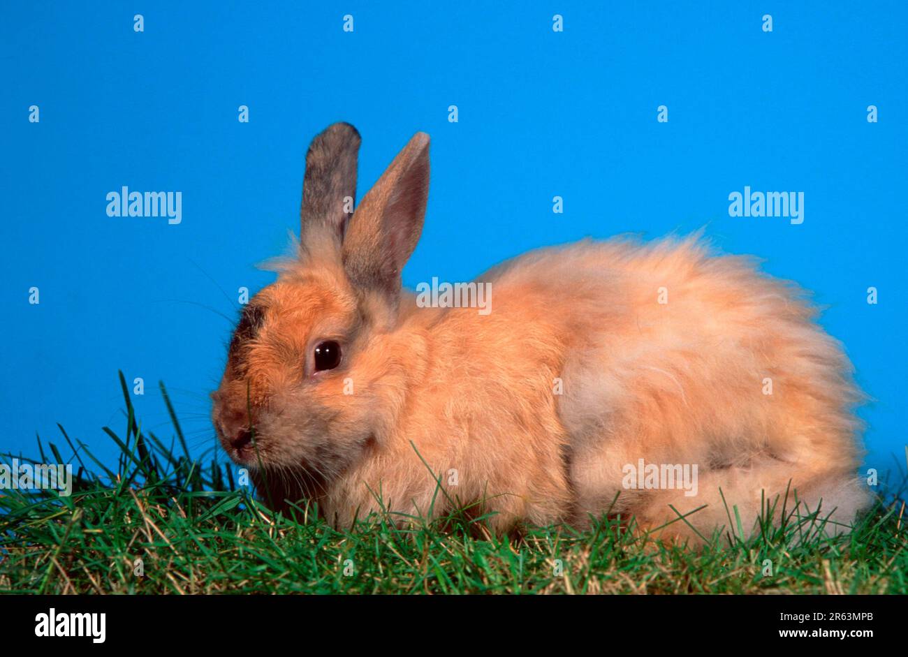 Domestic rabbit, page Stock Photo - Alamy