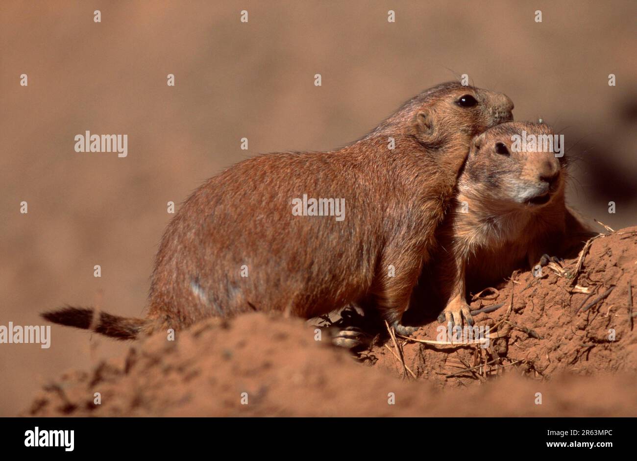 Black-tailed Prairie Dogs (Cynomys ludovicianus), black-tailed prairie ...