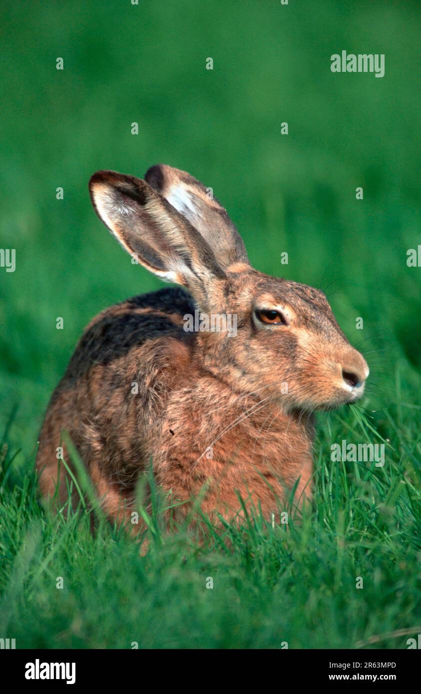 European Hare (Lepus europaeus Stock Photo - Alamy