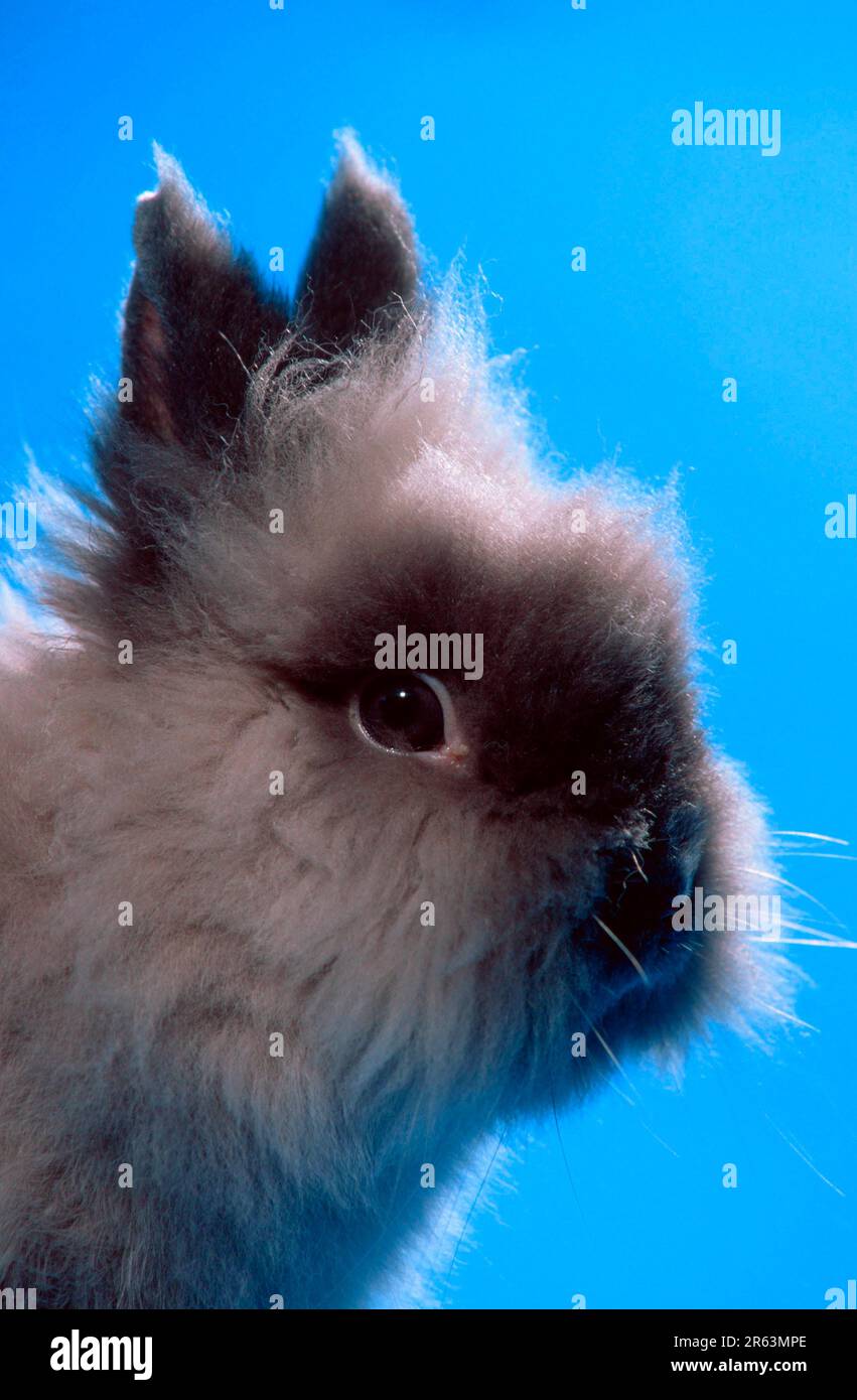 Lion-maned Dwarf Rabbit, Lion-maned Dwarf Rabbit, Teddy, light blue ...