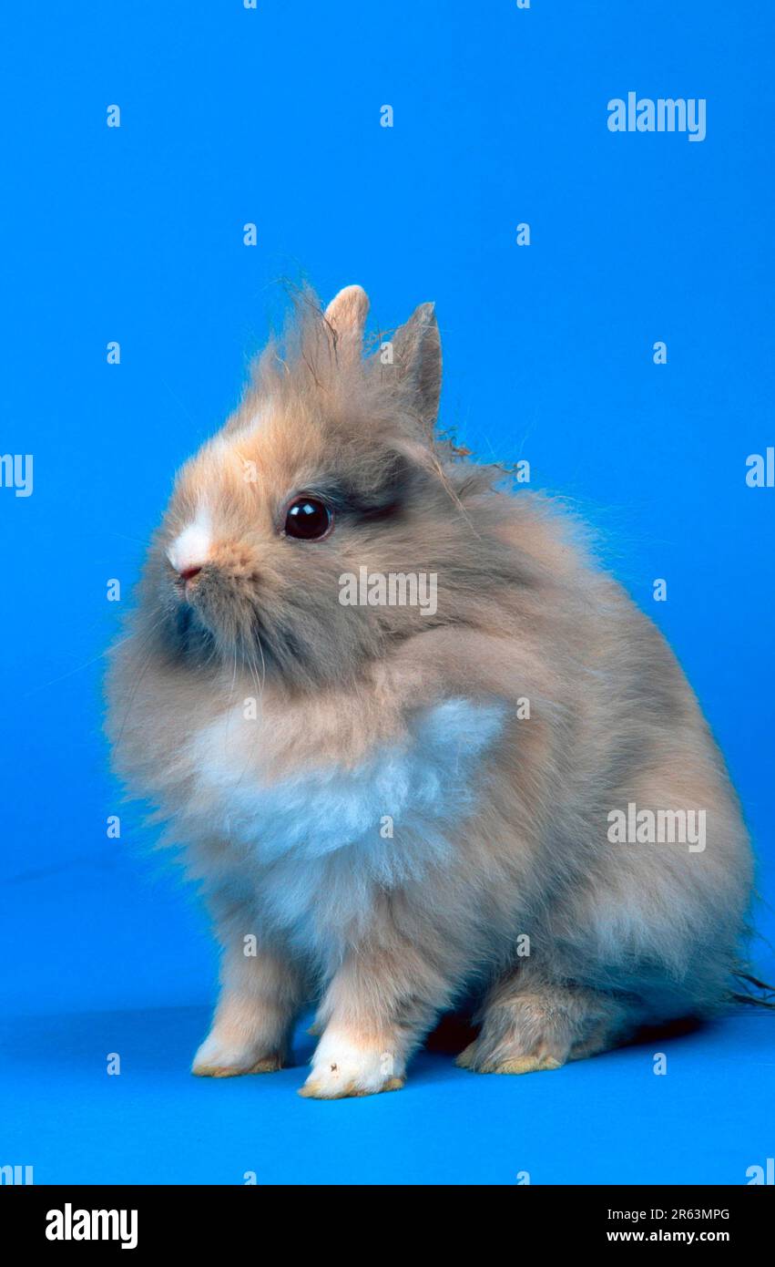 Young Lion-maned Dwarf Rabbit, Young Lion-maned Dwarf Rabbit (Lion ...