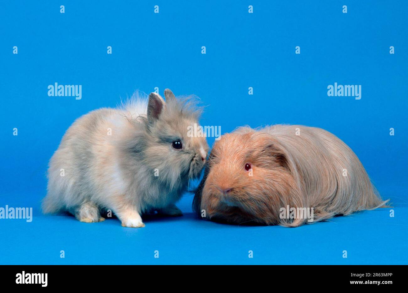 Young Lion-maned Dwarf Rabbit and Shelti (lion-maned dwarf rabbit ...