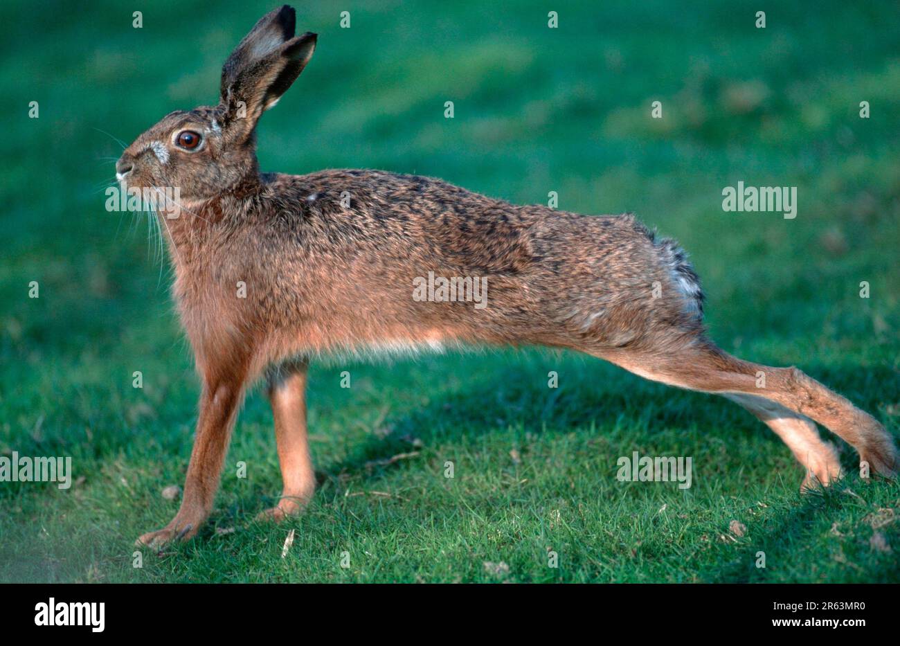 Hare stretch hi-res stock photography and images - Alamy