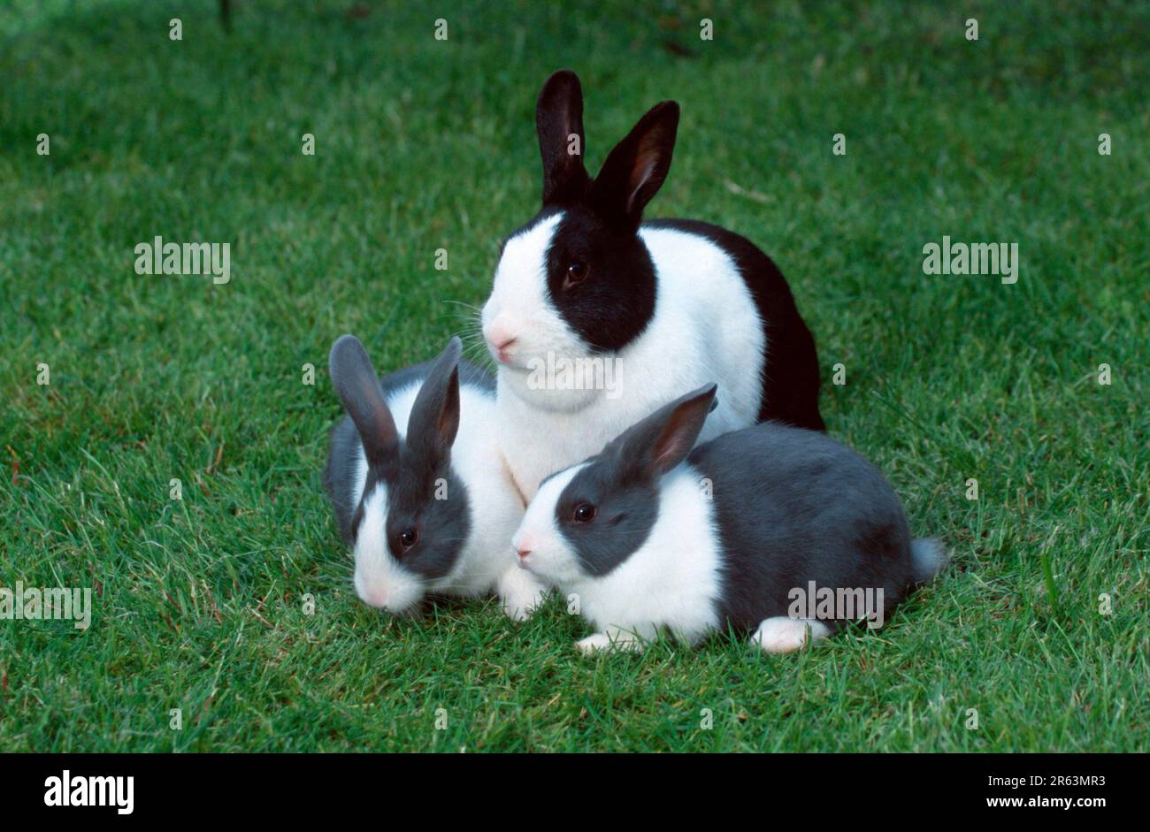 Pedigree kittens woman hi-res stock photography and images - Alamy