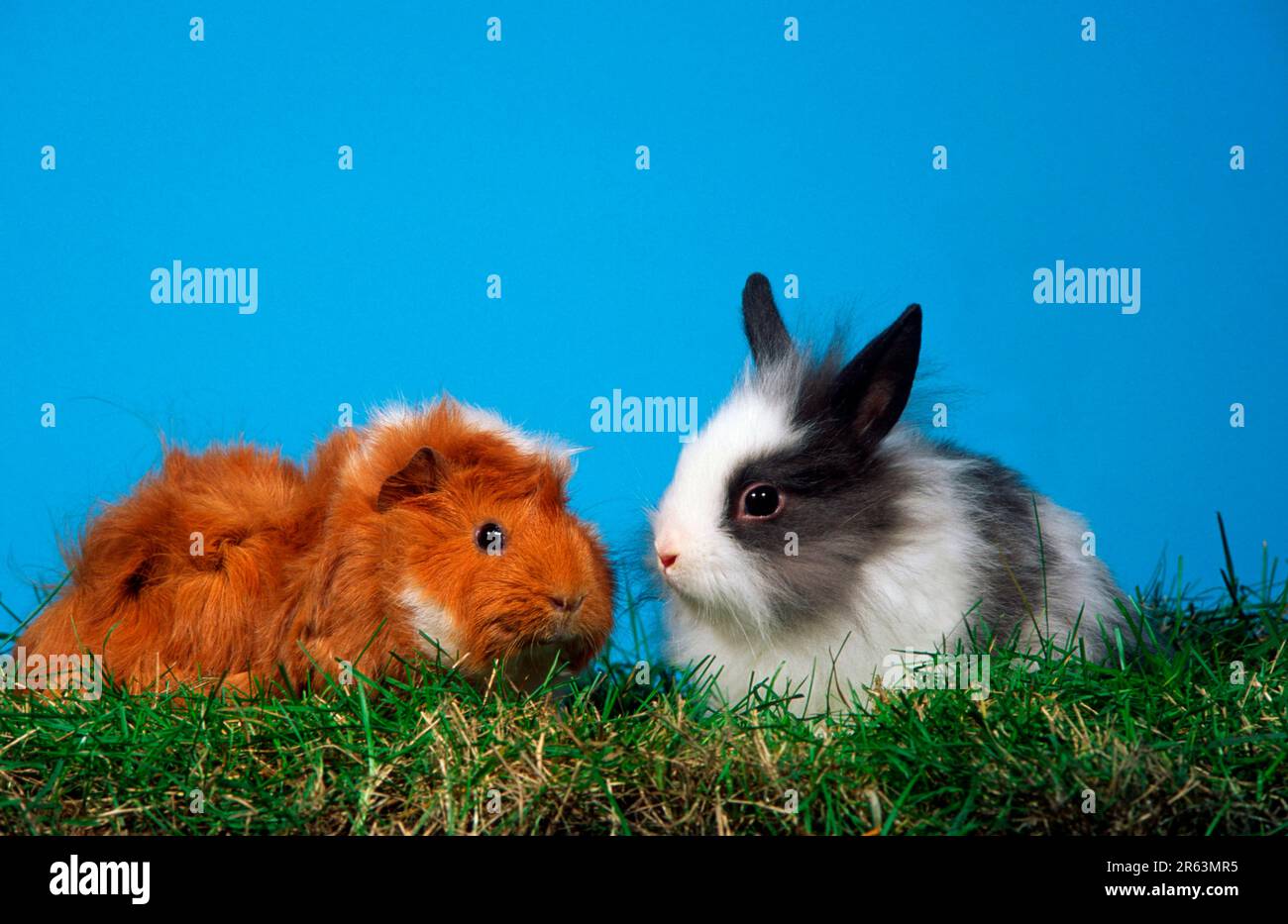 Rosette guinea pig and young lion's mane dwarf rabbit, lion's mane ...