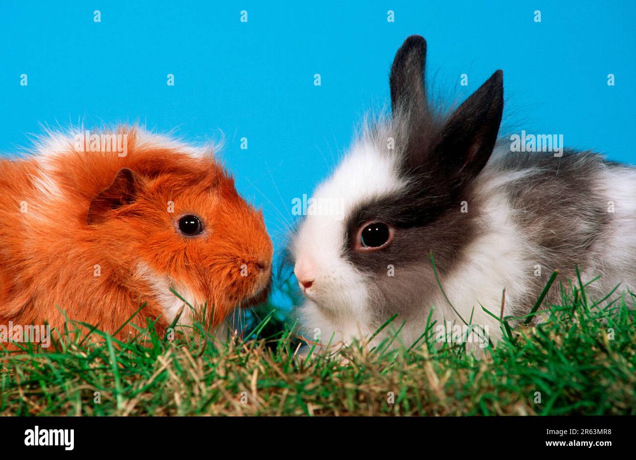 Rosette guinea pig and young lion's mane dwarf rabbit, lion's mane ...