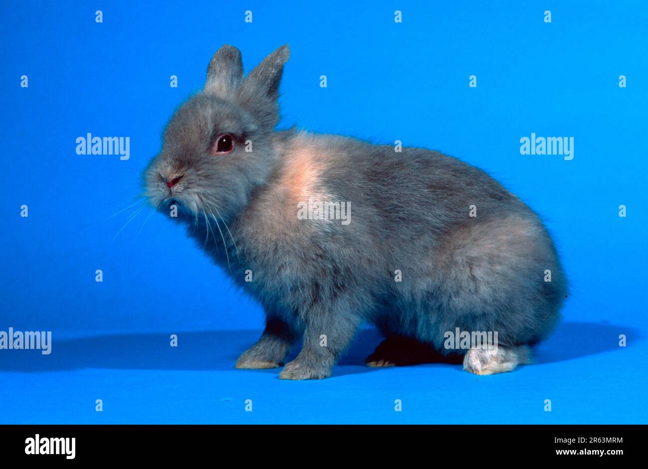 Lion-maned Dwarf Rabbit, blue and cream, blue and cream, Lionmaned ...